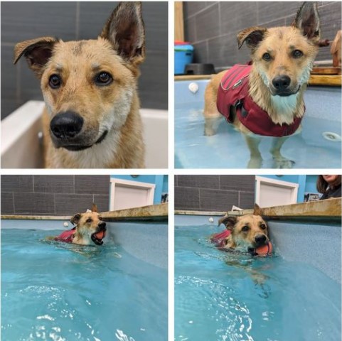 Our Clients - Paws Swim Therapy