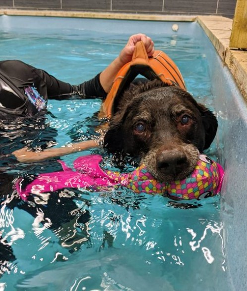 Our Clients - Paws Swim Therapy