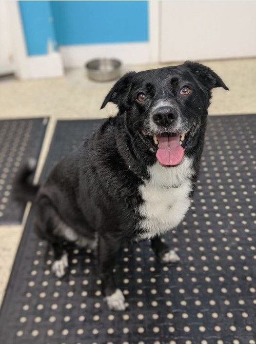 Our Clients - Paws Swim Therapy